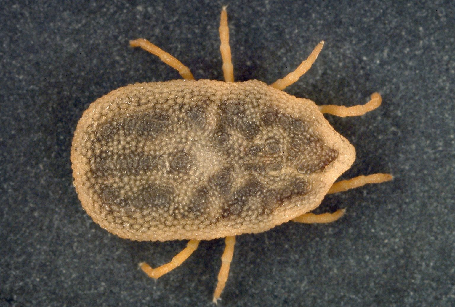 Colorado Tick-Borne Disease Awareness Association (COTBDAA) - Education ...