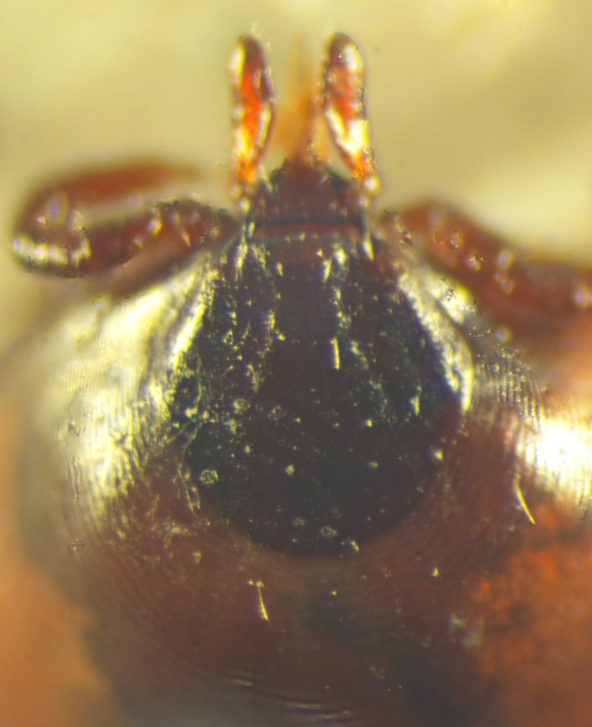 Colorado Tick-Borne Disease Awareness Association (COTBDAA) - Education ...