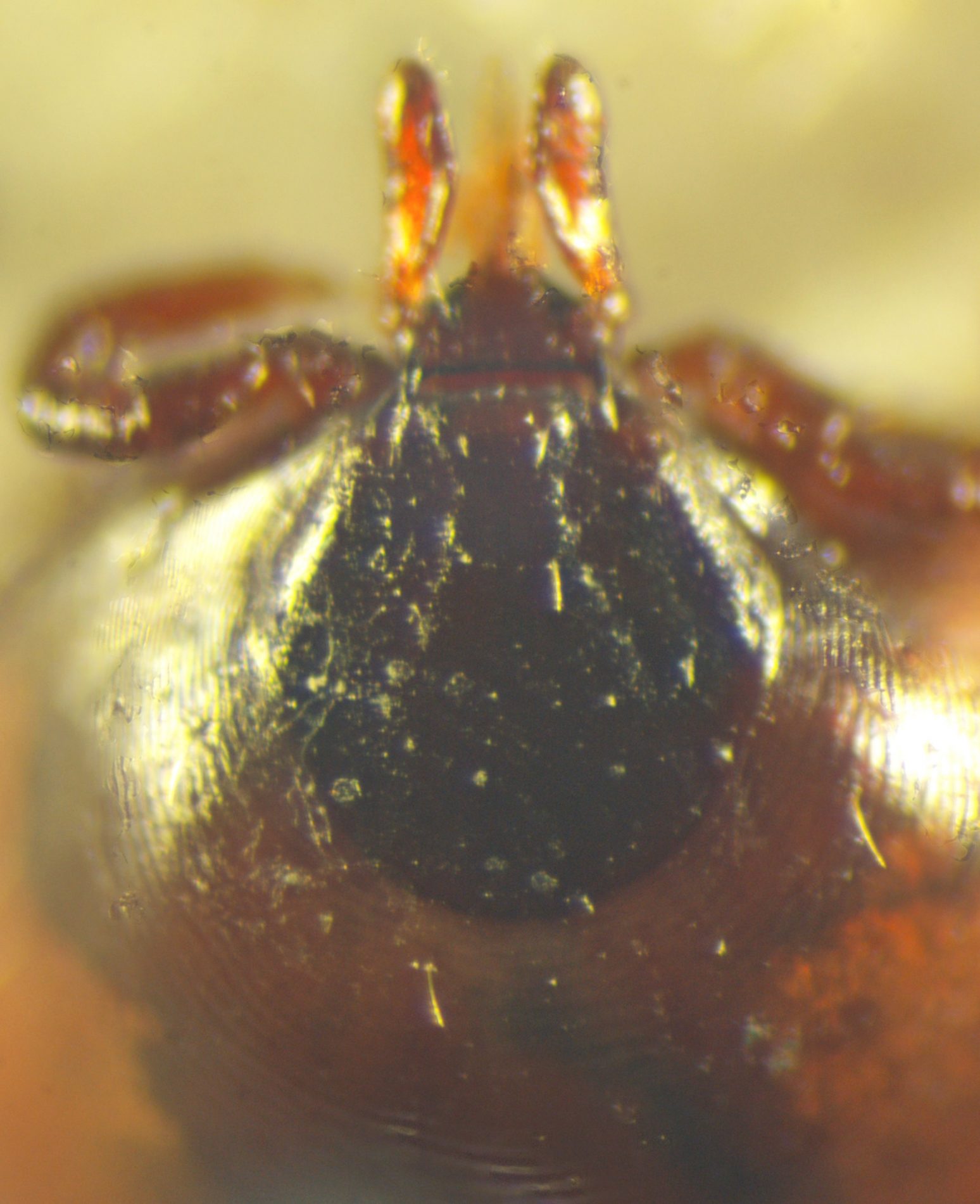 Colorado Tick-Borne Disease Awareness Association (COTBDAA) - Education ...