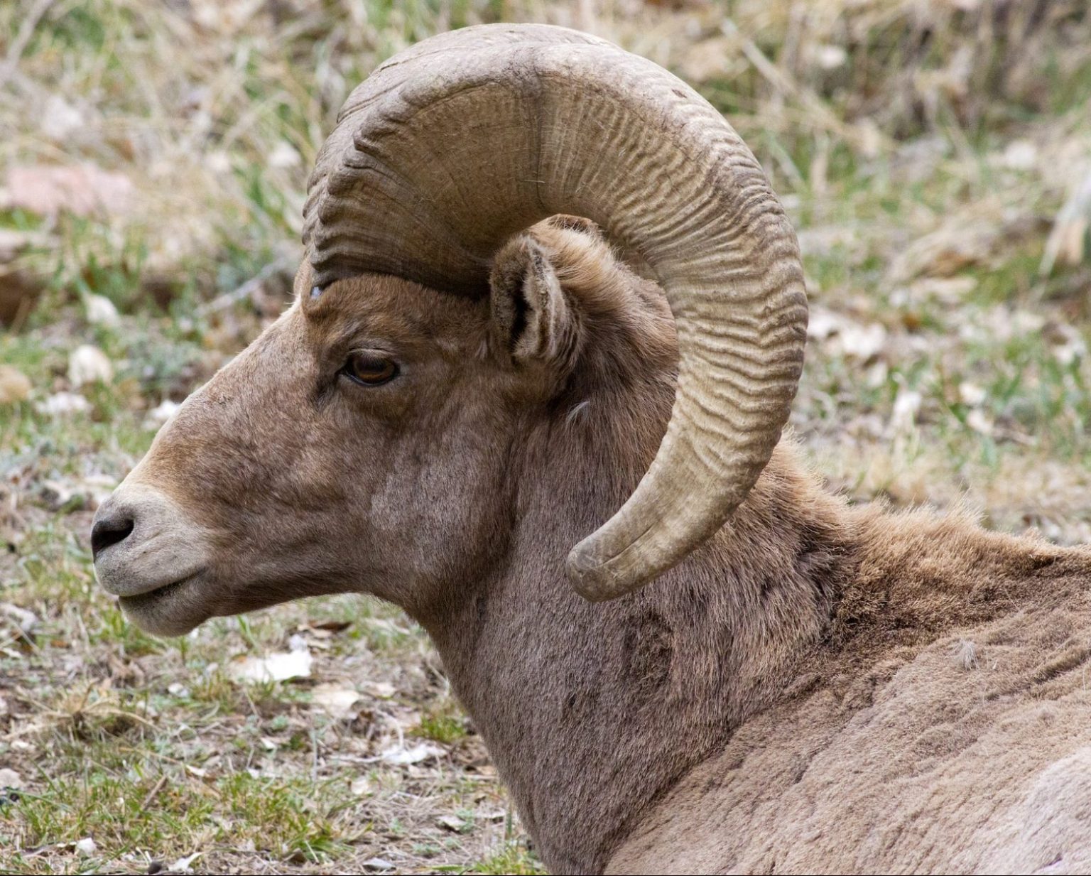 Colorado Tick-Borne Disease Awareness Association (COTBDAA) - Education ...