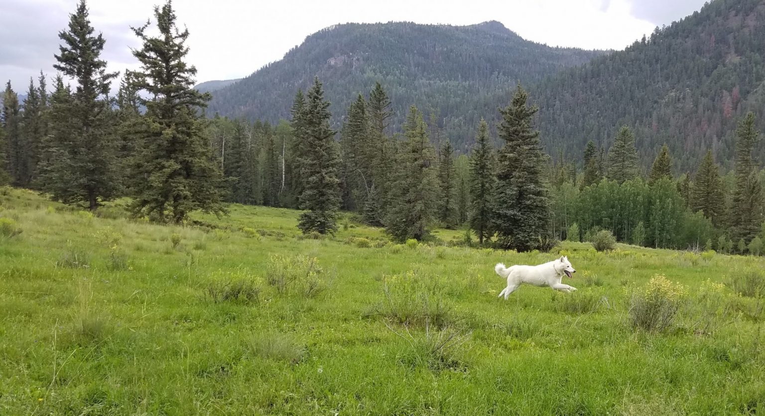 Colorado Tick-Borne Disease Awareness Association (COTBDAA) - Education ...