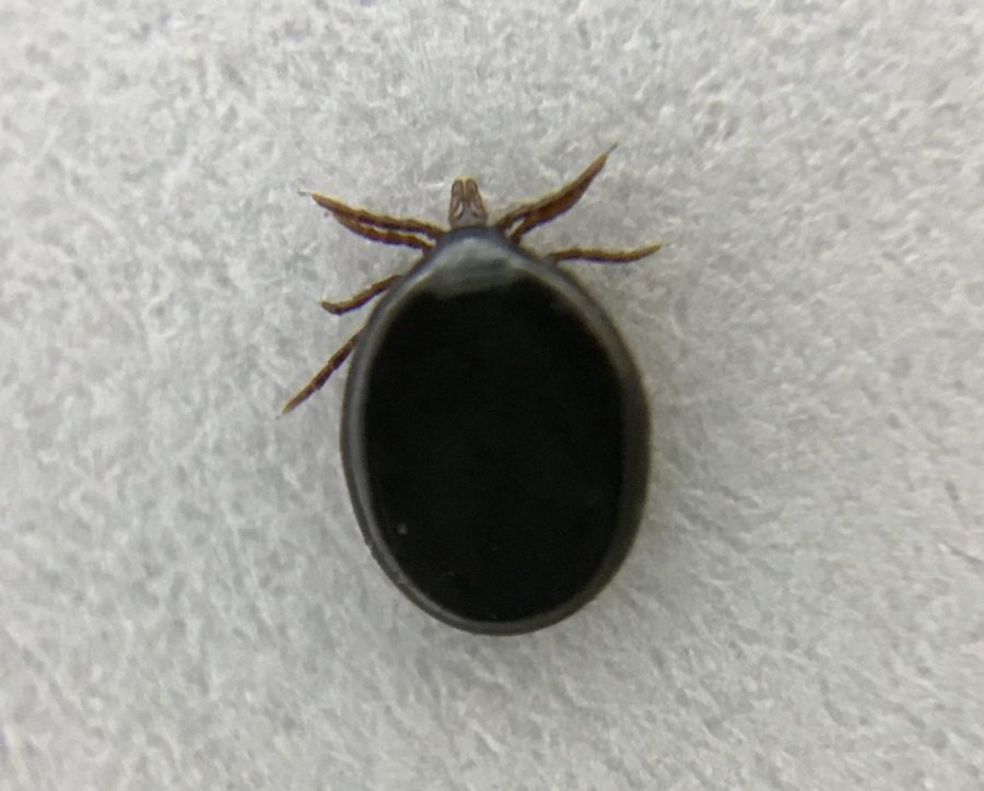 Colorado Tick-Borne Disease Awareness Association (COTBDAA) - Education ...