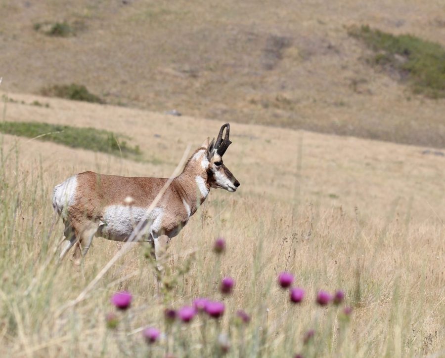 Colorado Tick-Borne Disease Awareness Association (COTBDAA) - Education ...