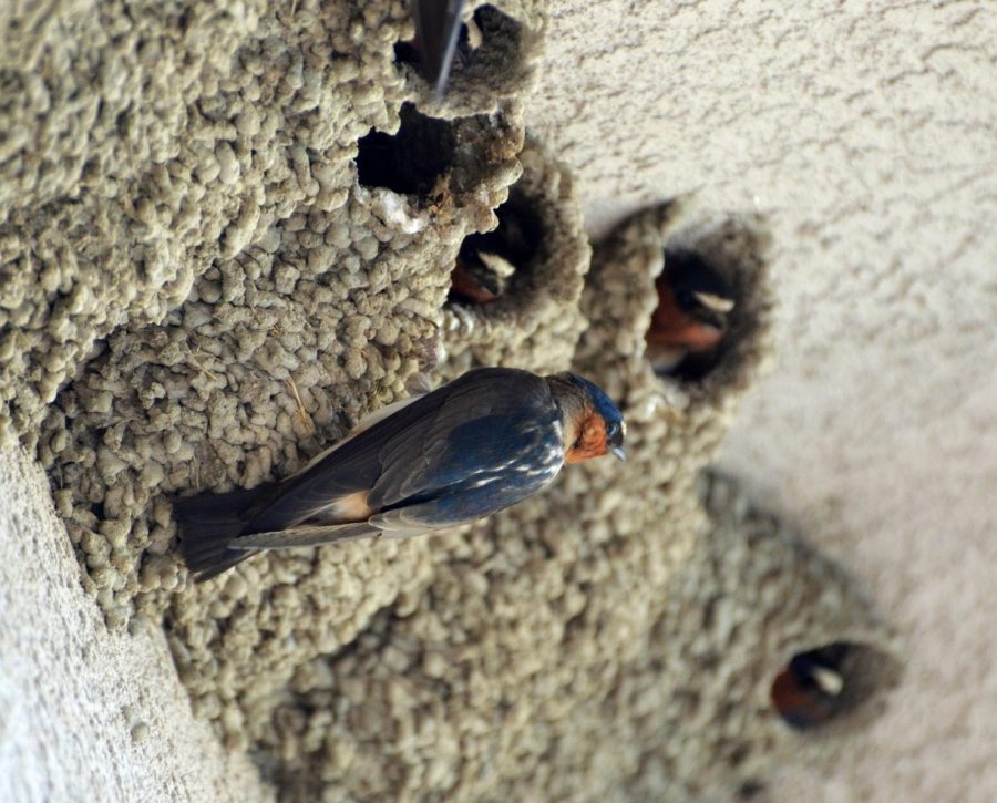 Colorado Tick-Borne Disease Awareness Association (COTBDAA) - Education ...