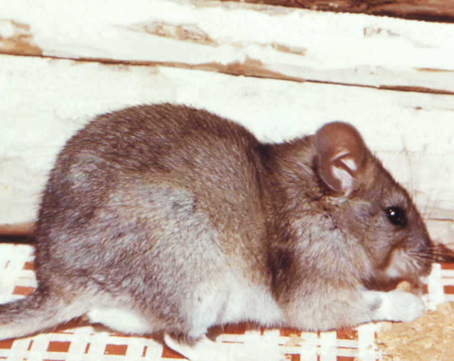 Colorado Tick-Borne Disease Awareness Association (COTBDAA) - Education ...