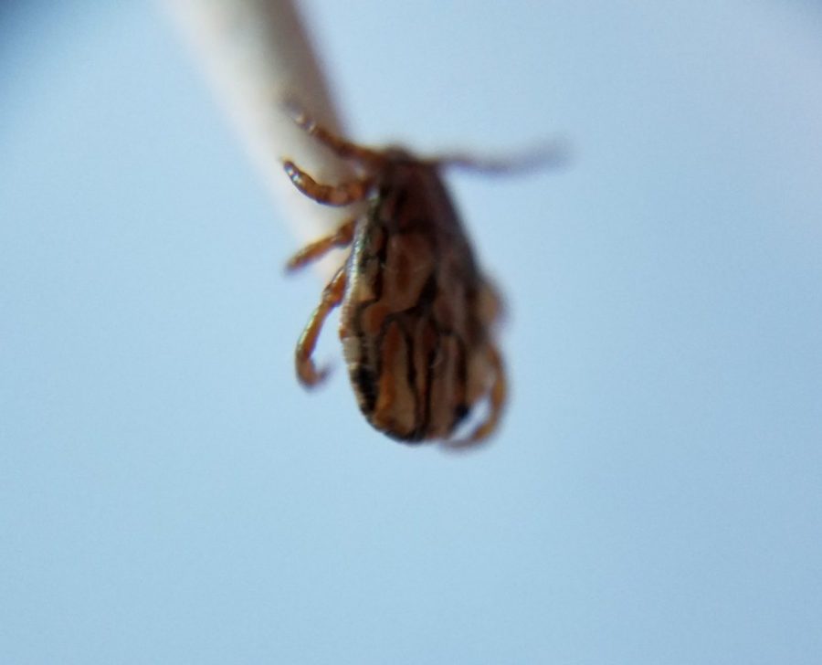 Colorado Tick-Borne Disease Awareness Association (COTBDAA) - Education ...