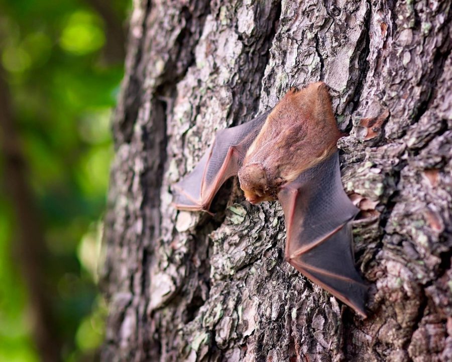 Colorado Tick-Borne Disease Awareness Association (COTBDAA) - Education ...